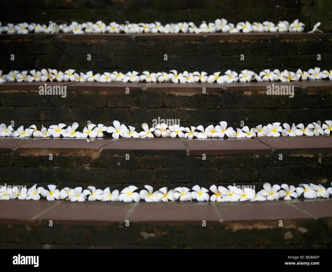 Petal strewn steps hi-res stock photography and images - Alamy