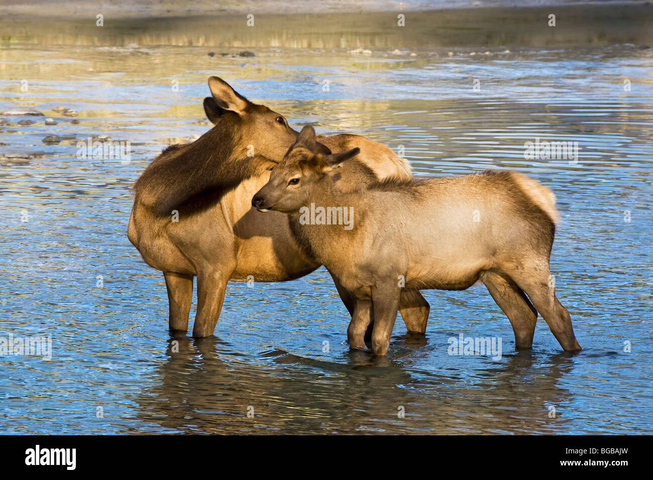 Baby Elk High Resolution Stock Photography and Images - Alamy