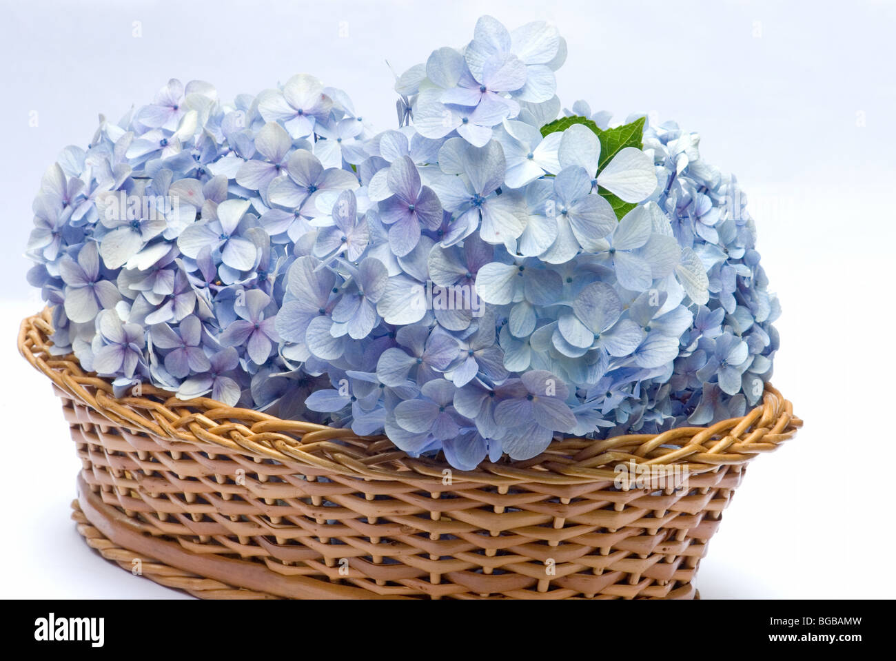 Hydrangeas basket hi-res stock photography and images - Alamy