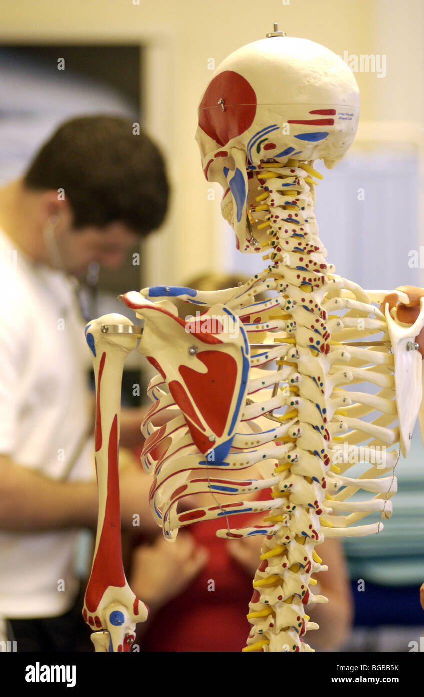 Skeleton back spine hospital back pain health check up skull hi-res ...