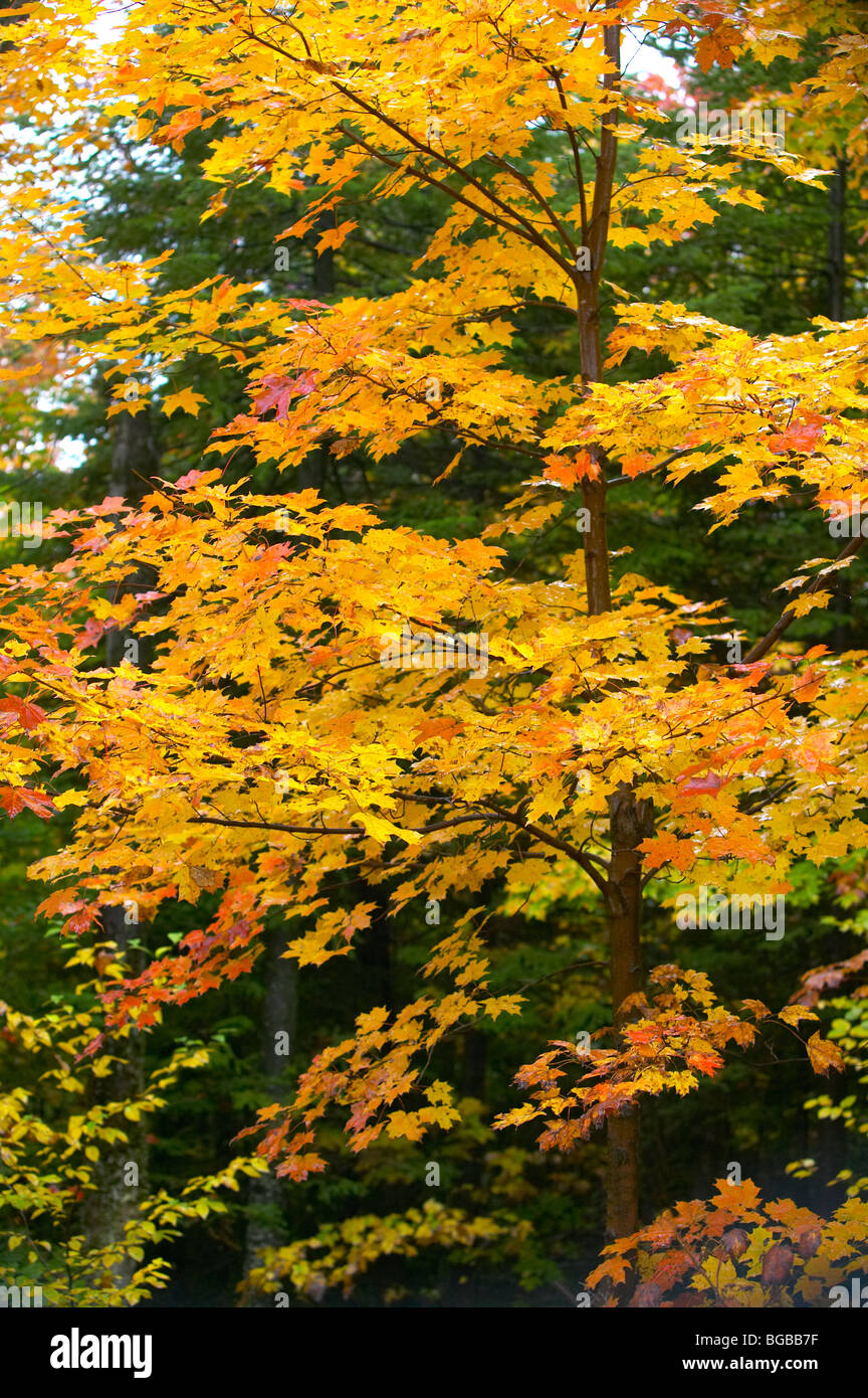 Turning tree leaves hi-res stock photography and images - Alamy
