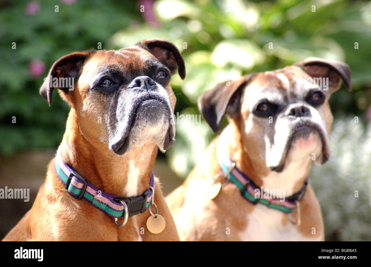 Royalty free photograph of a mature boxer dog outside in the sunshine ...