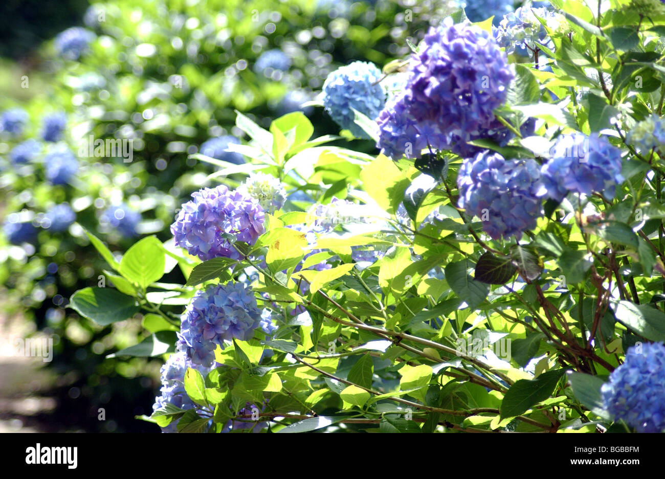 June garden photograph hi-res stock photography and images - Alamy