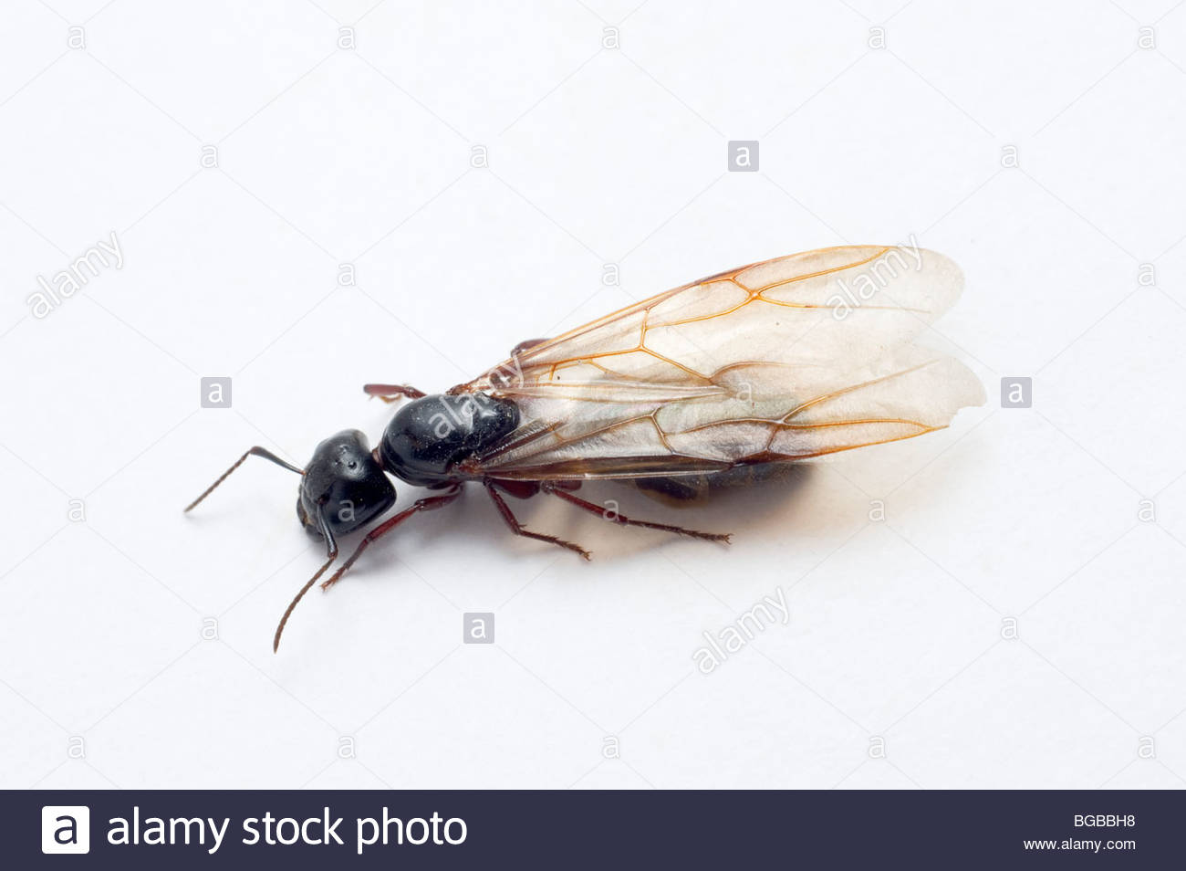 Winged Ant Stock Photos & Winged Ant Stock Images - Alamy