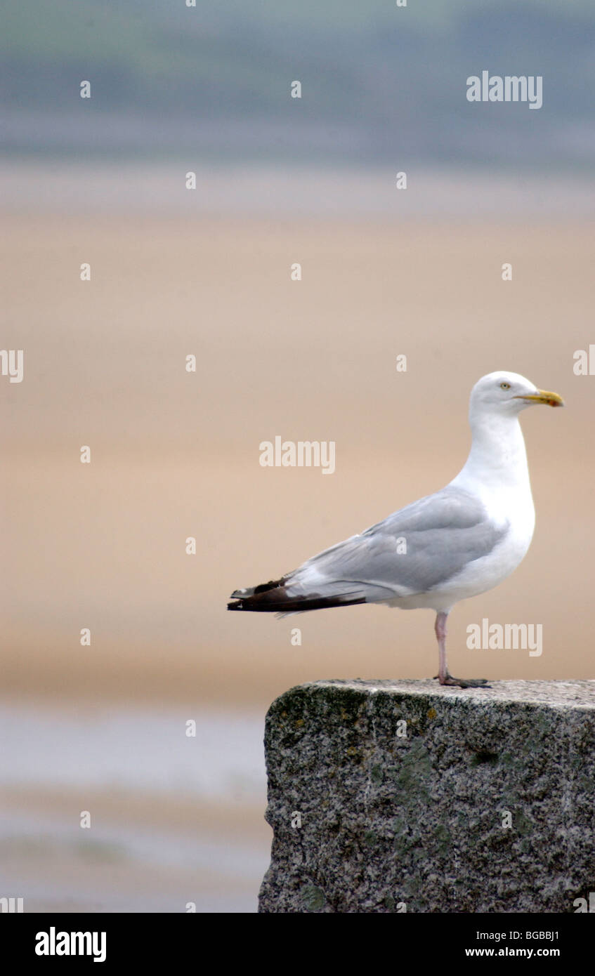 Royalty free photograph of seagull herring gull standing on rock in ...