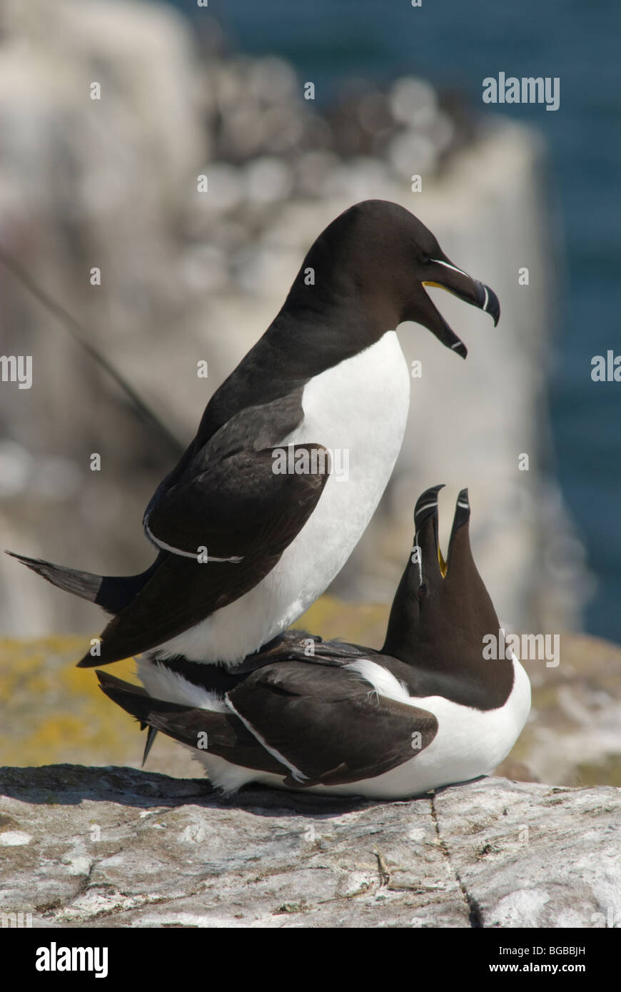 Razorbill alca torda pair mating hi-res stock photography and images ...