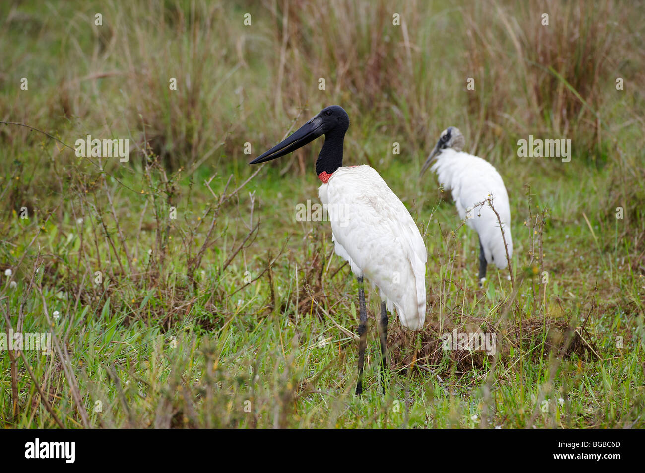 Jabiru storch jabiru hi-res stock photography and images - Alamy