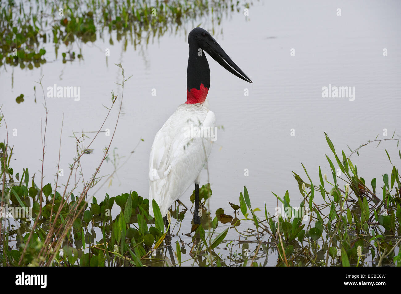 Jabiru storch jabiru hi-res stock photography and images - Alamy