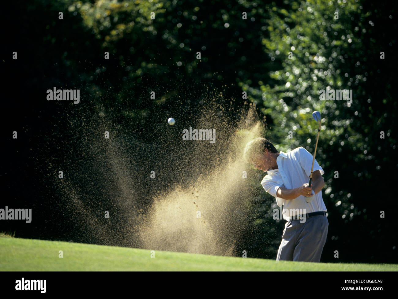 Golfer chips the ball out of the bunker Stock Photo - Alamy