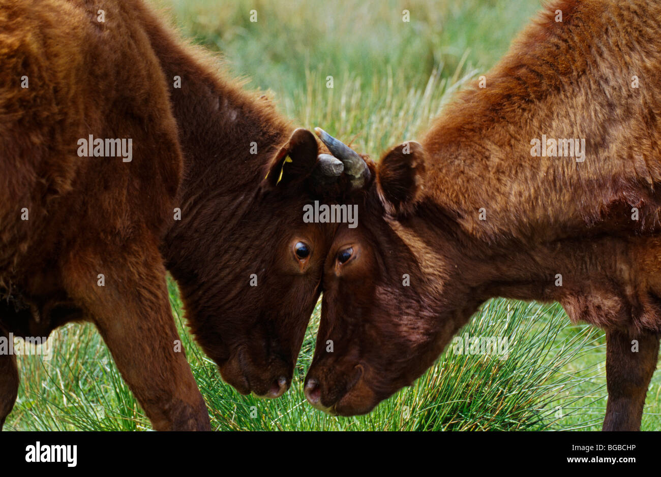 Butting heads hi-res stock photography and images - Alamy