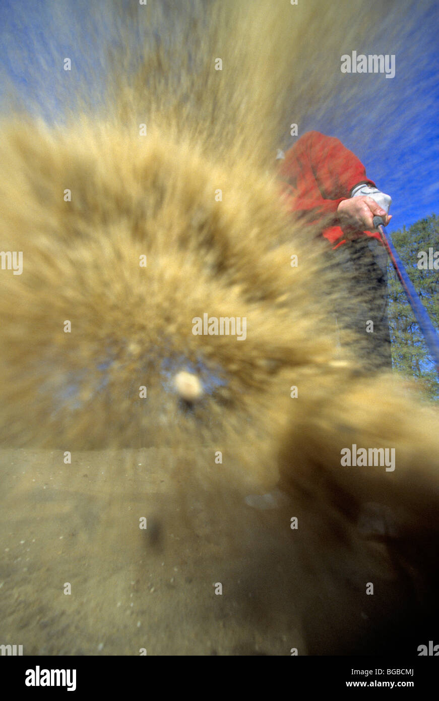 Golfer chips the ball out of the bunker Stock Photo - Alamy