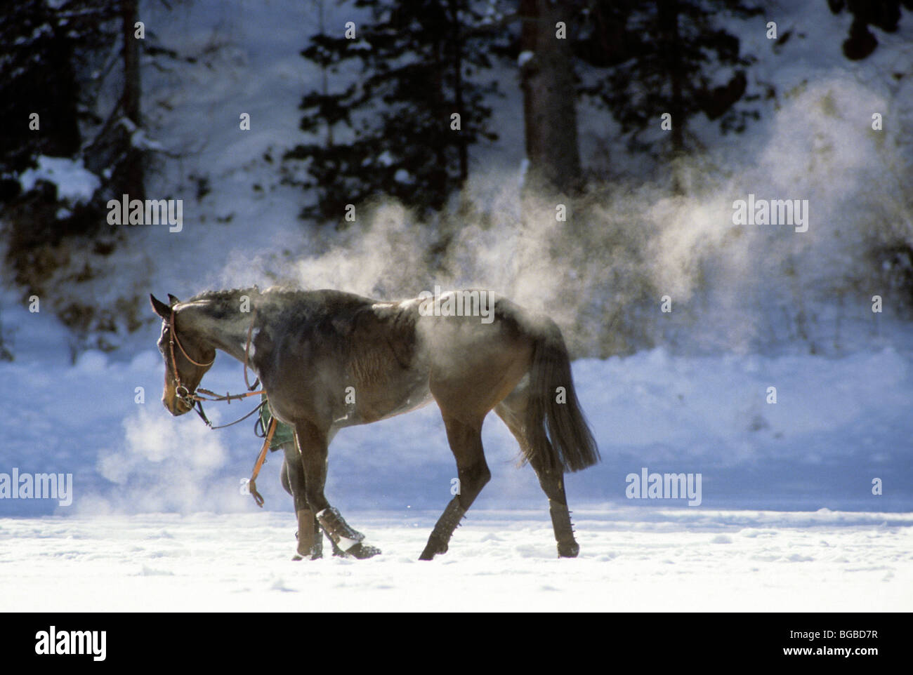 Horse steaming after a winter run Stock Photo - Alamy