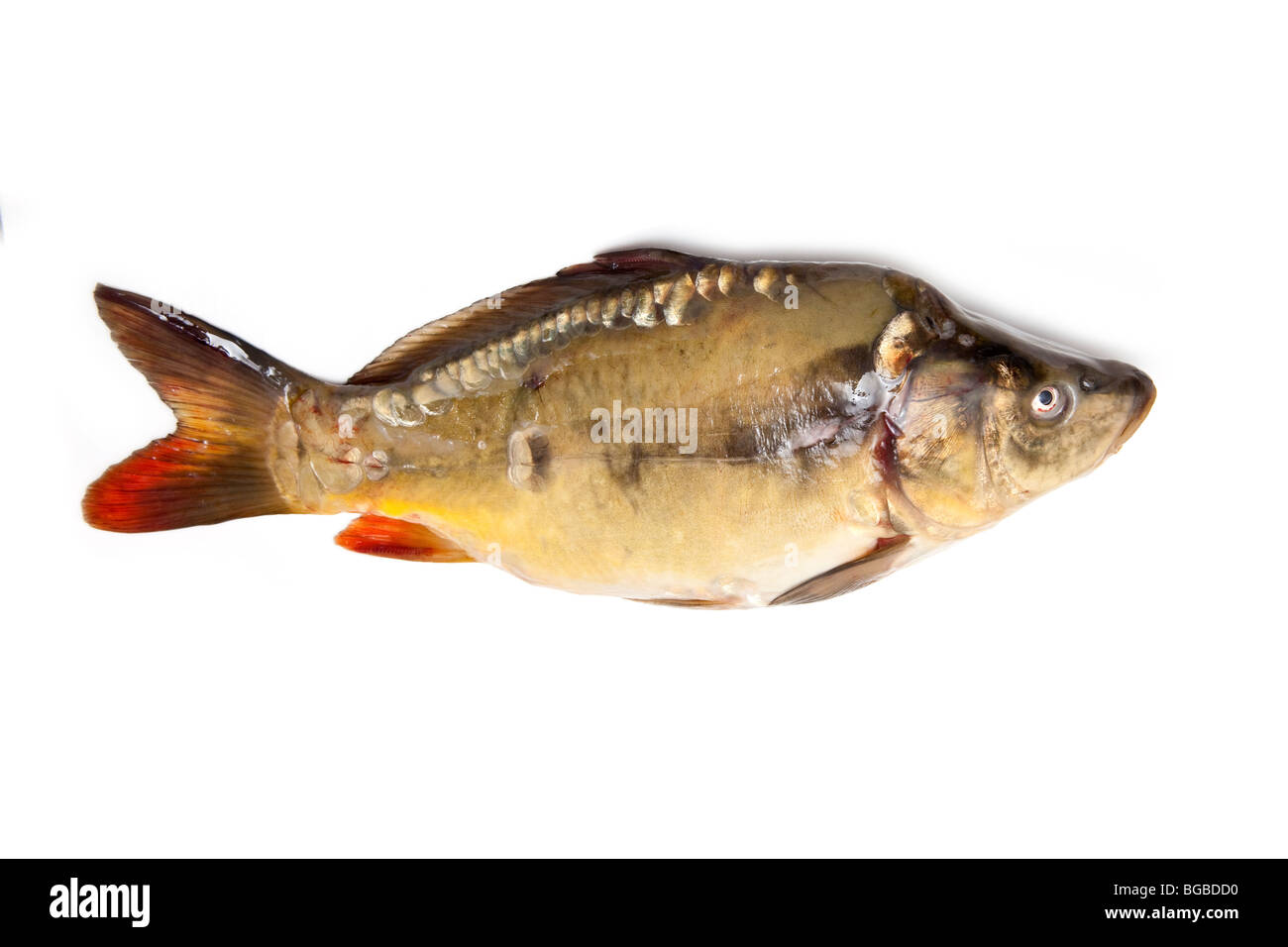 Mirror carp fish(Cyprinus carpio morpha noblis) isolated on a white ...