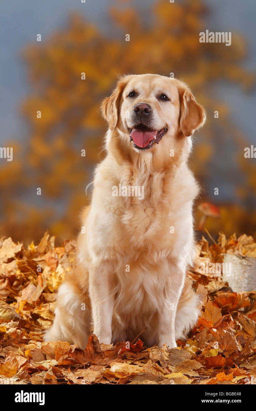 Golden Retriever / autumn foliage Stock Photo - Alamy