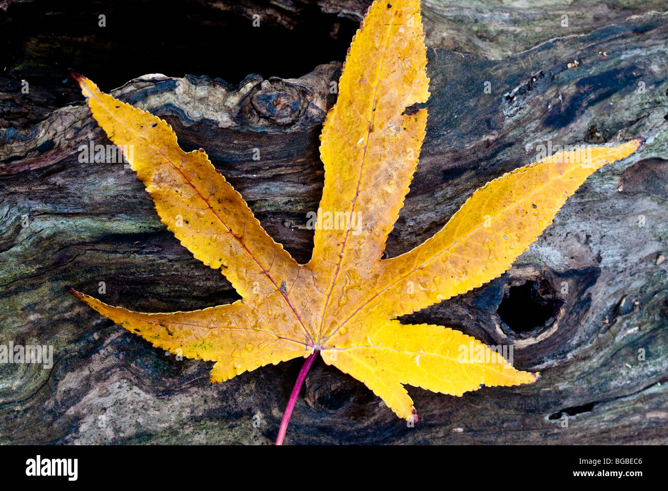 Autumn in Central Park with large yellow leaf on log Stock Photo - Alamy