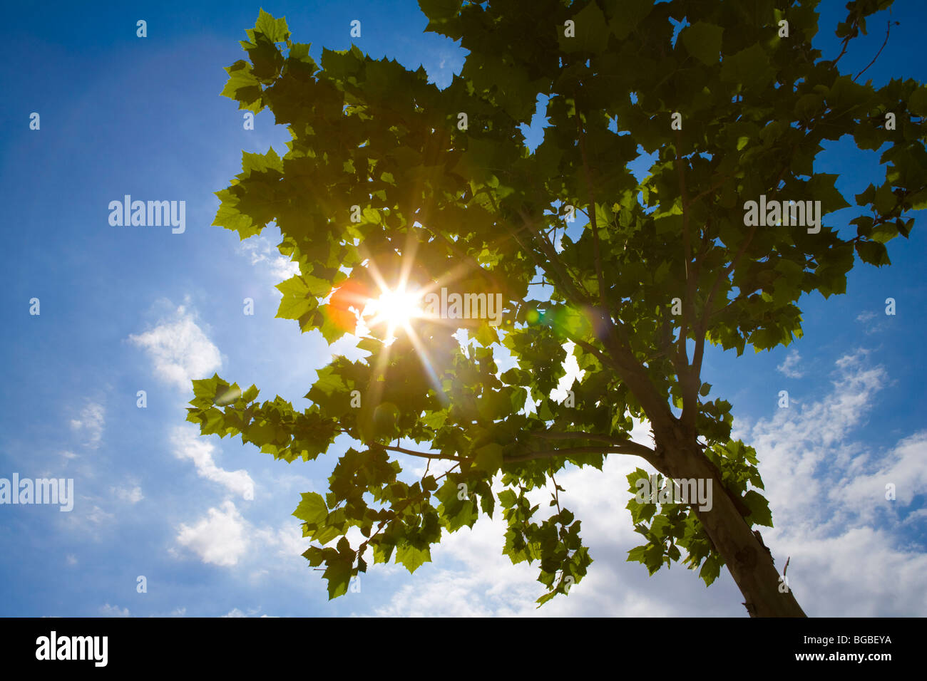 Back Lit Tree Stock Photo - Alamy
