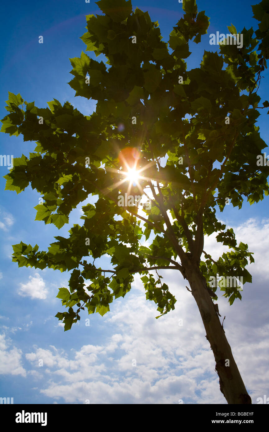 Back Lit Tree Stock Photo - Alamy