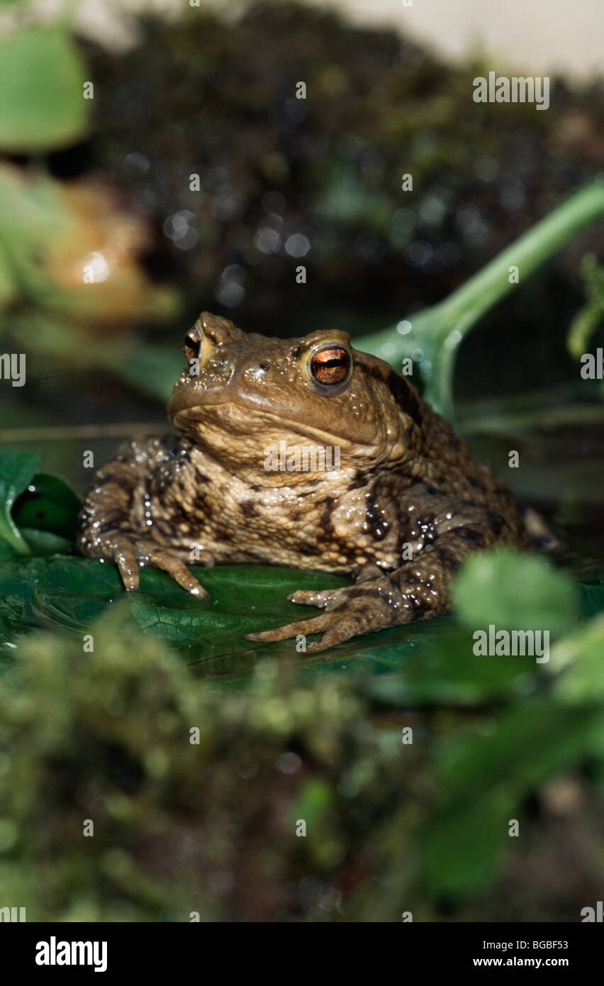 Common Toad in plant covered pond Stock Photo - Alamy