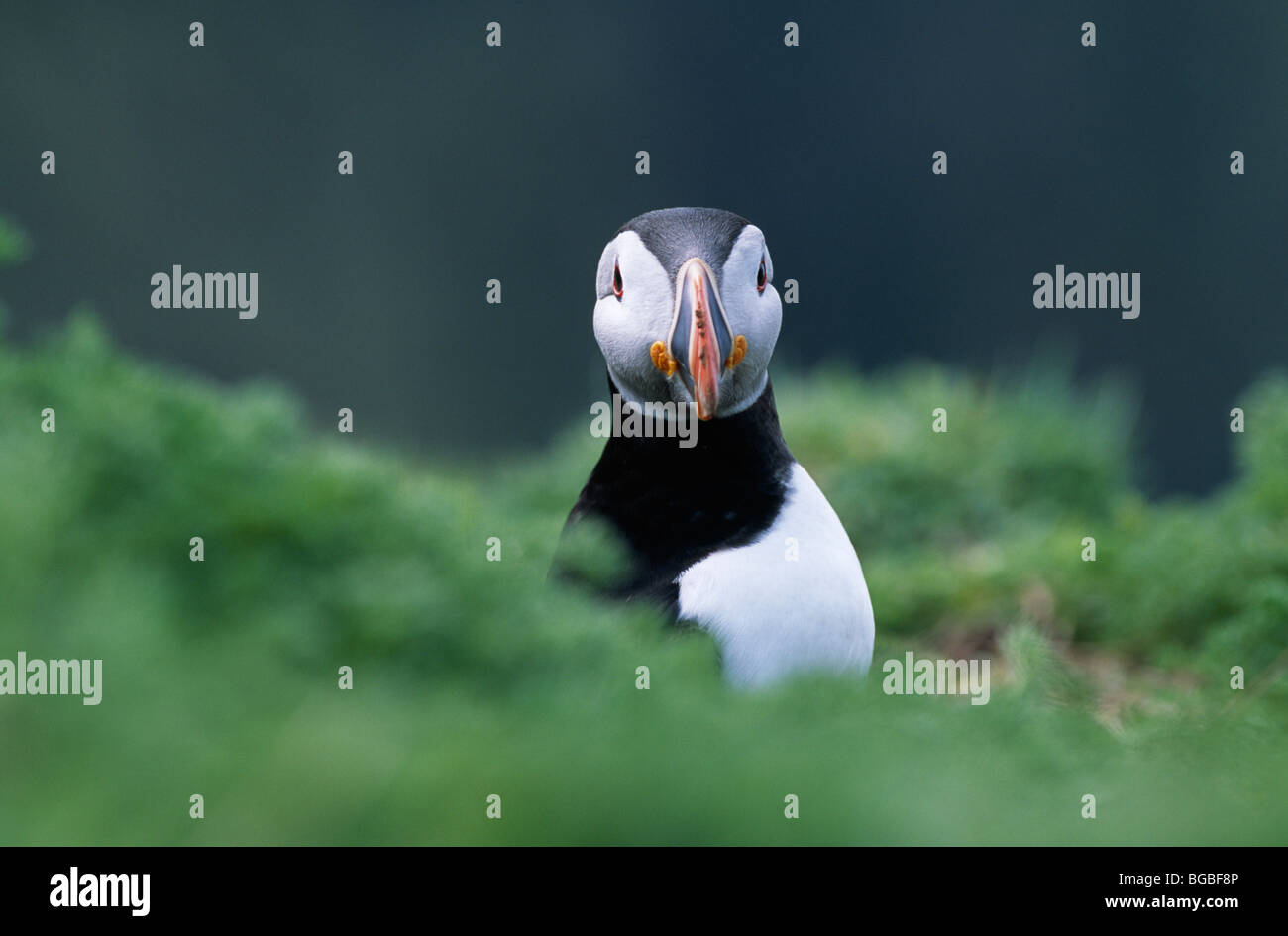 Atlantic puffin nest burrow hi-res stock photography and images - Alamy