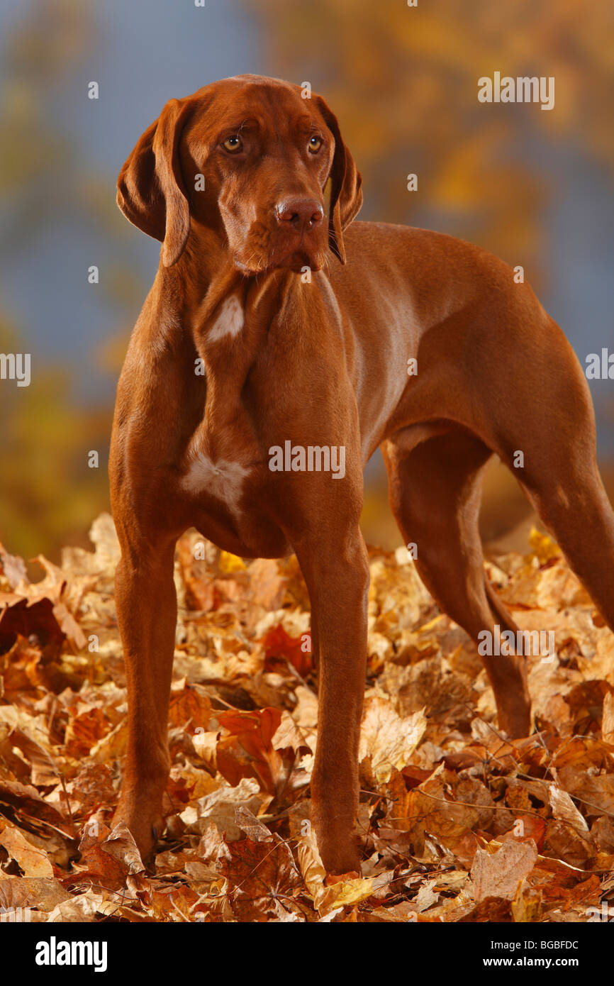 Hungarian Pointer / Magyar Vizsla, autumn foliage Stock Photo - Alamy