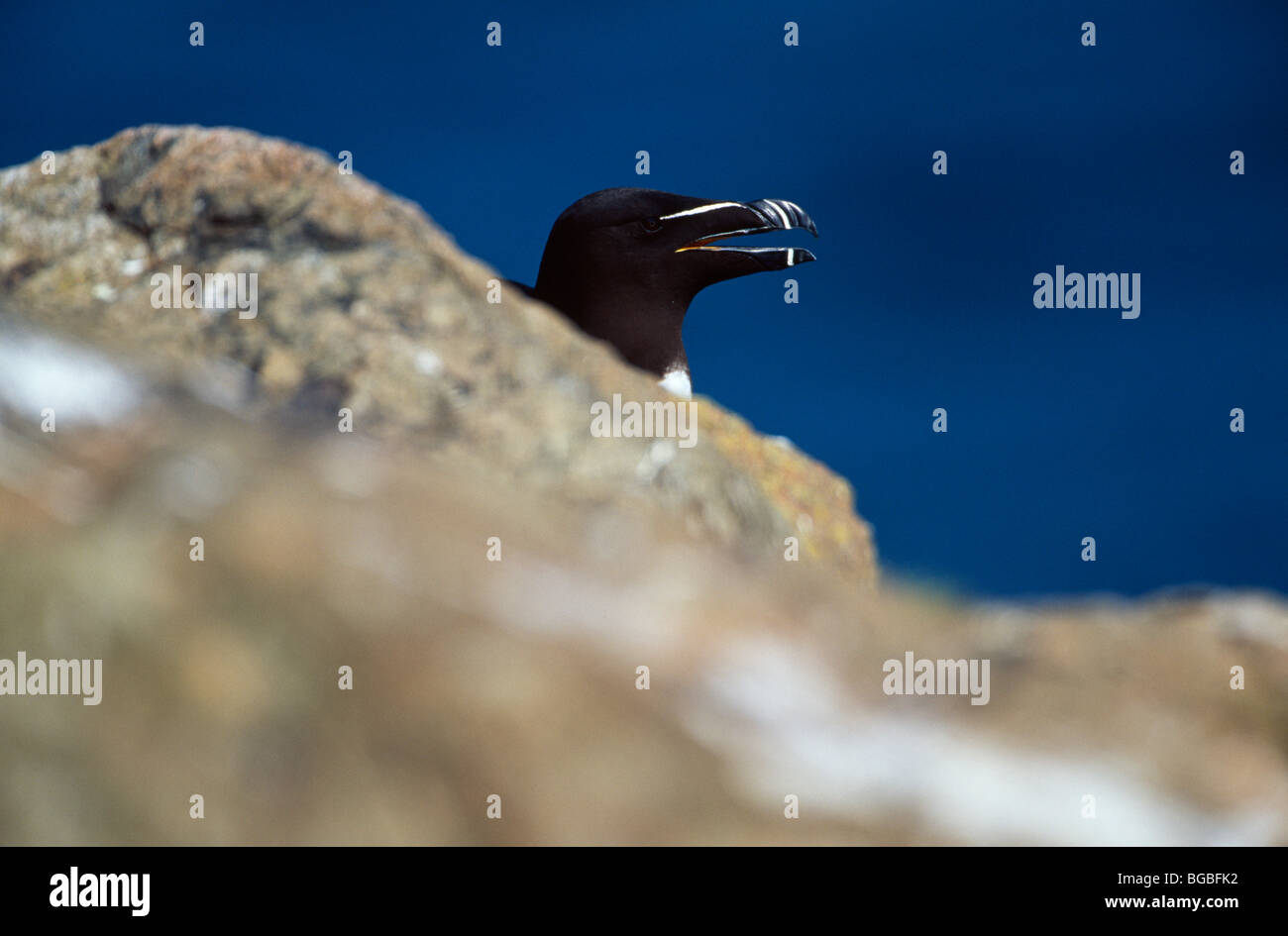 Razorbill appearing from behind cover on cliff edge Stock Photo - Alamy