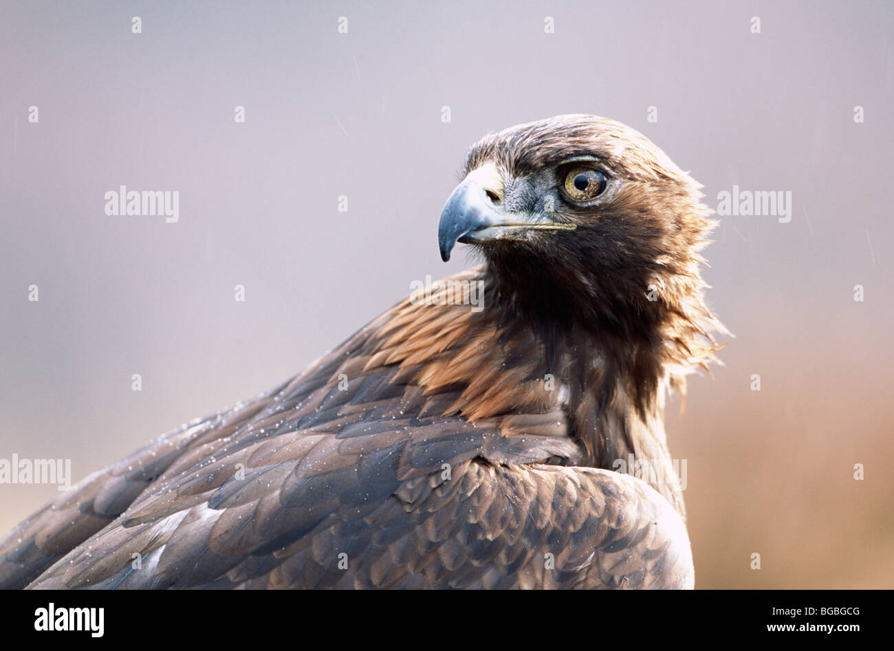 Golden Eagle portrait Stock Photo - Alamy