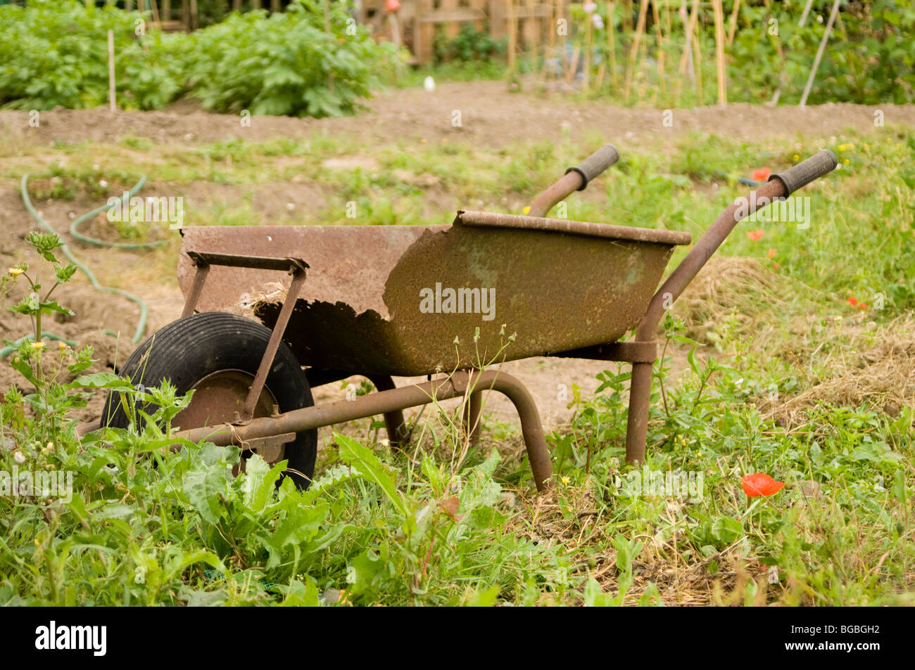 Rusty, rotten wheelbarrow on an allotment plot Stock Photo - Alamy