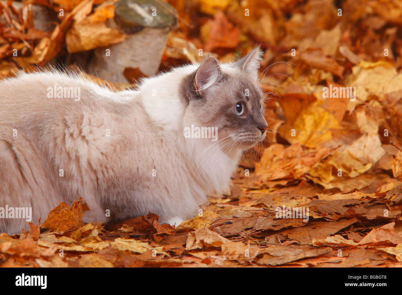 Neva Masquarade, blue-tabby-point-white / Siberian Forest Cat, Siberian ...