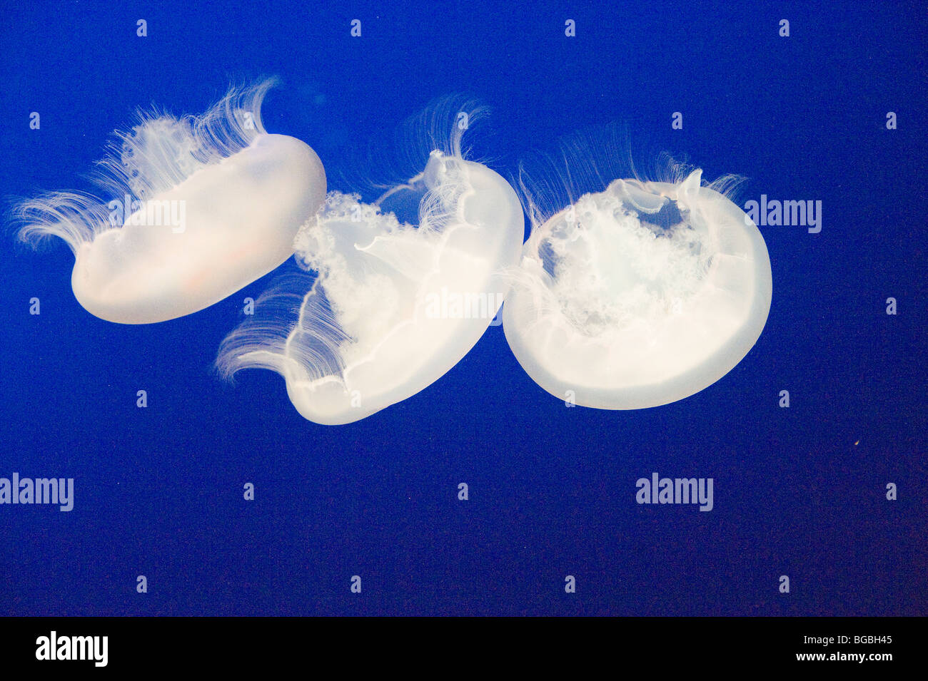 Spineless fish hi-res stock photography and images - Alamy