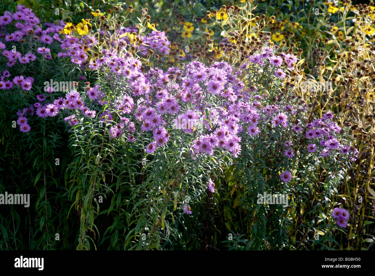 Michaelmas daisies hi-res stock photography and images - Alamy