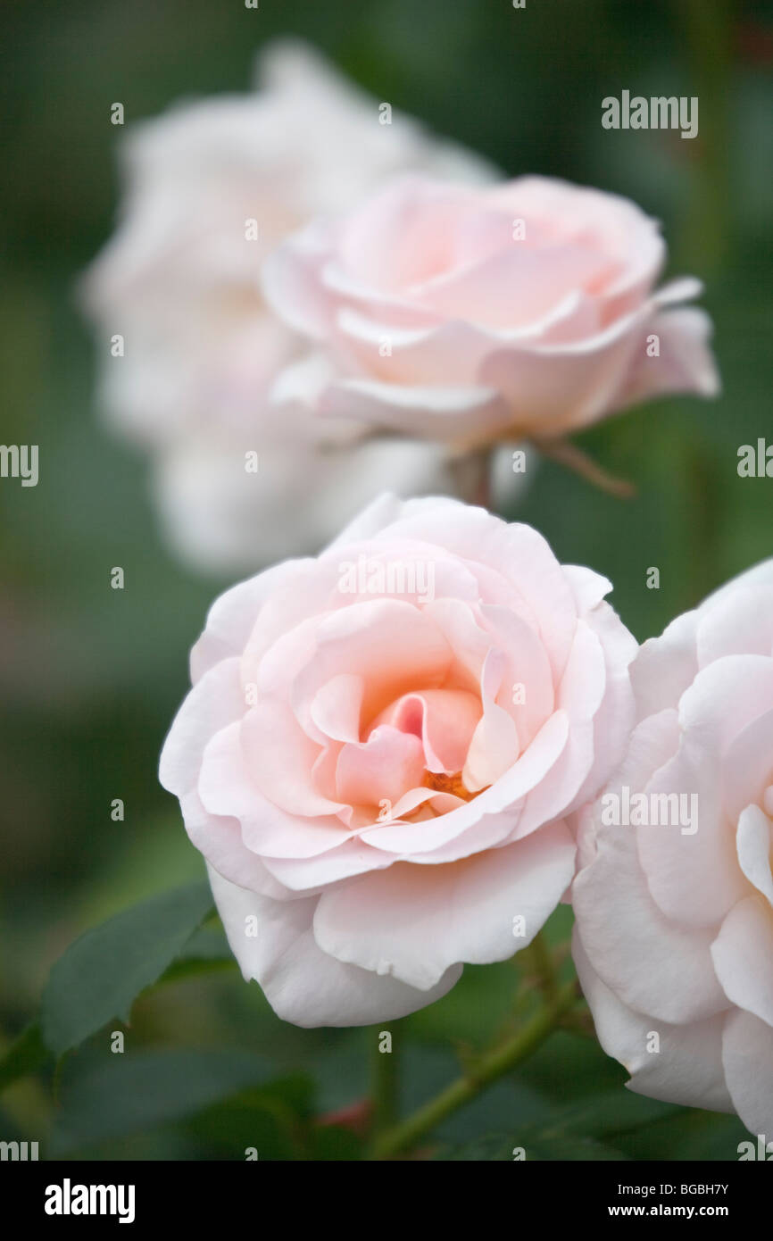 Rosa Pretty Lady Stock Photo - Alamy