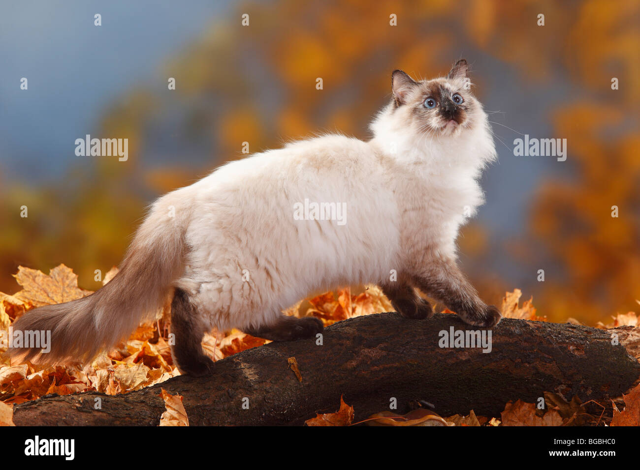 Neva Masquarade / Siberian Forest Cat, Siberian Cat, Siberia, Neva ...