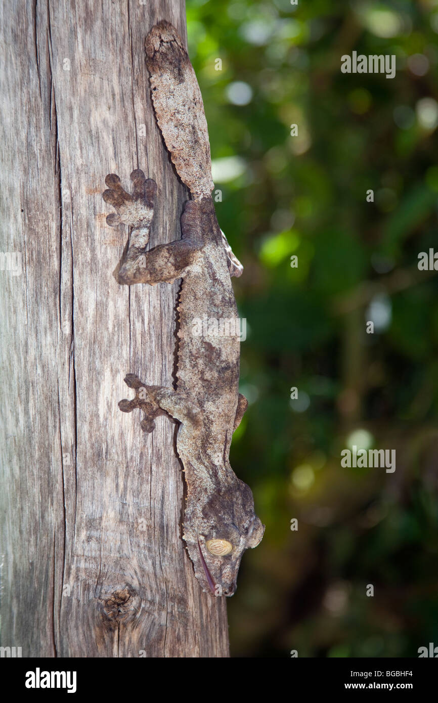 Large Leaf-tailed Gecko on Tree in La Mandraka Reserve, Madagascar ...