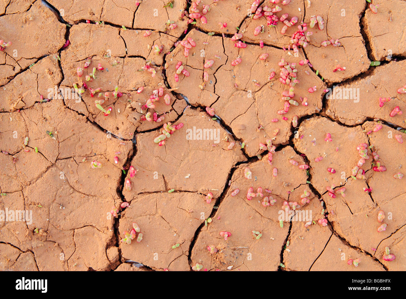 New growth hi-res stock photography and images - Alamy