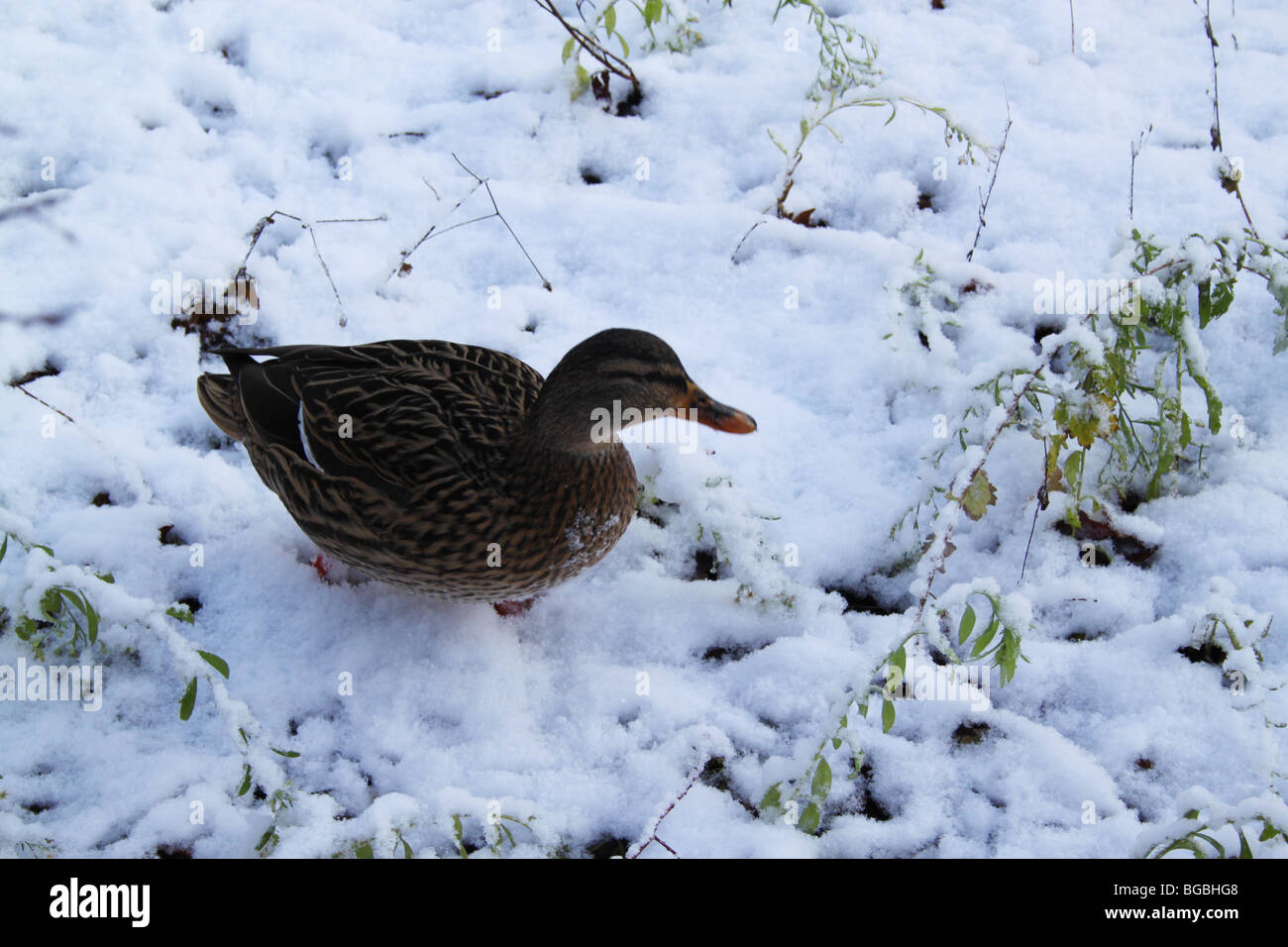 A mallard duck in the snow, Crystal Palace Park, London, UK Stock Photo ...