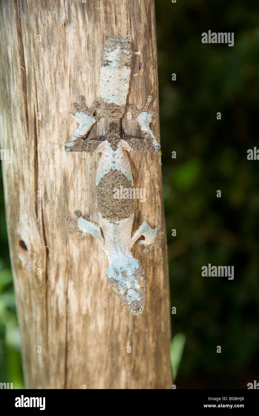 Large leaf tailed gecko hi-res stock photography and images - Alamy