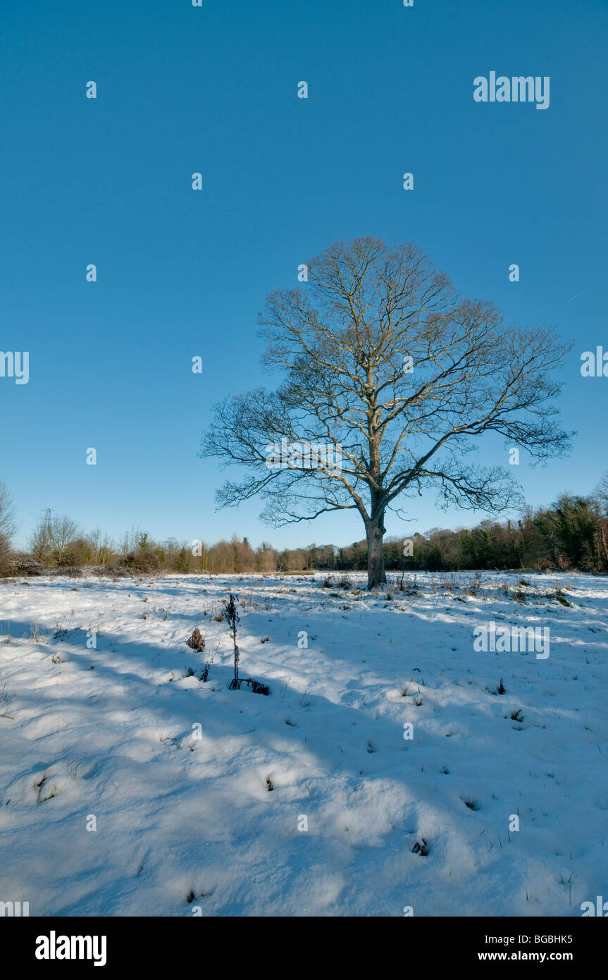 Sycamore Tree In Snow, Whitlingham, Trowse with Newton, Norfolk, UK ...