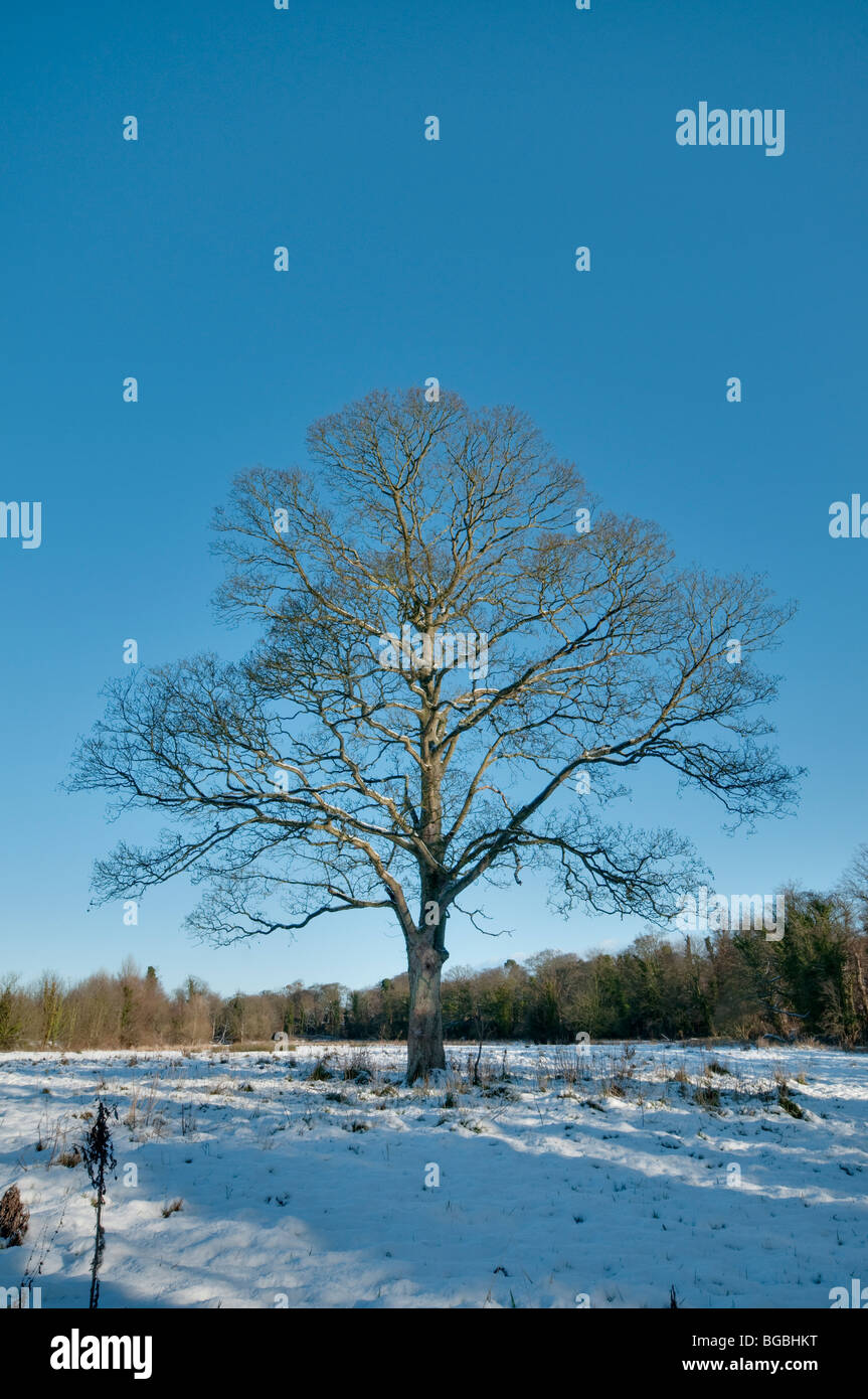 Sycamore Tree In Snow, Whitlingham, Trowse with Newton, Norfolk, UK ...