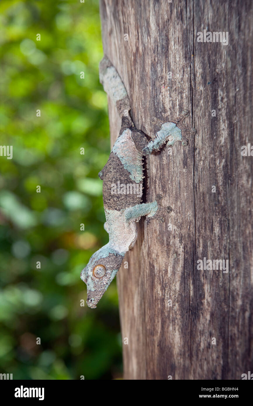 Large Leaf-tailed Gecko on Tree in La Mandraka Reserve, Madagascar ...