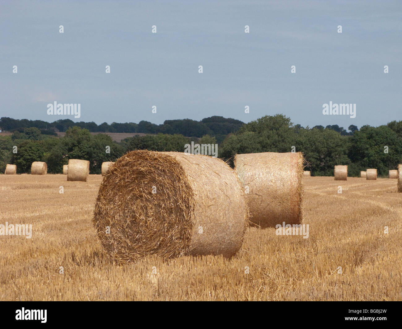 Bales of silage hay hi-res stock photography and images - Alamy