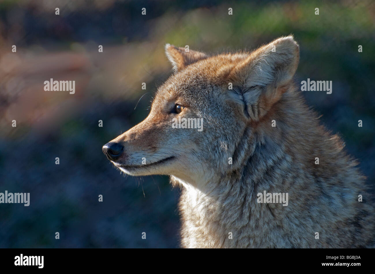 Close-up of a Coyote Stock Photo - Alamy