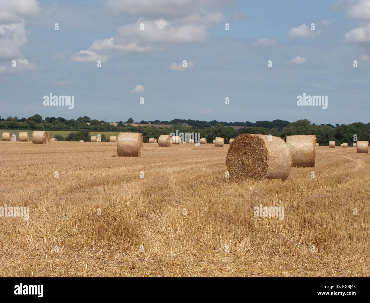 Hay bales in field, Scottish Borders Stock Photo - Alamy