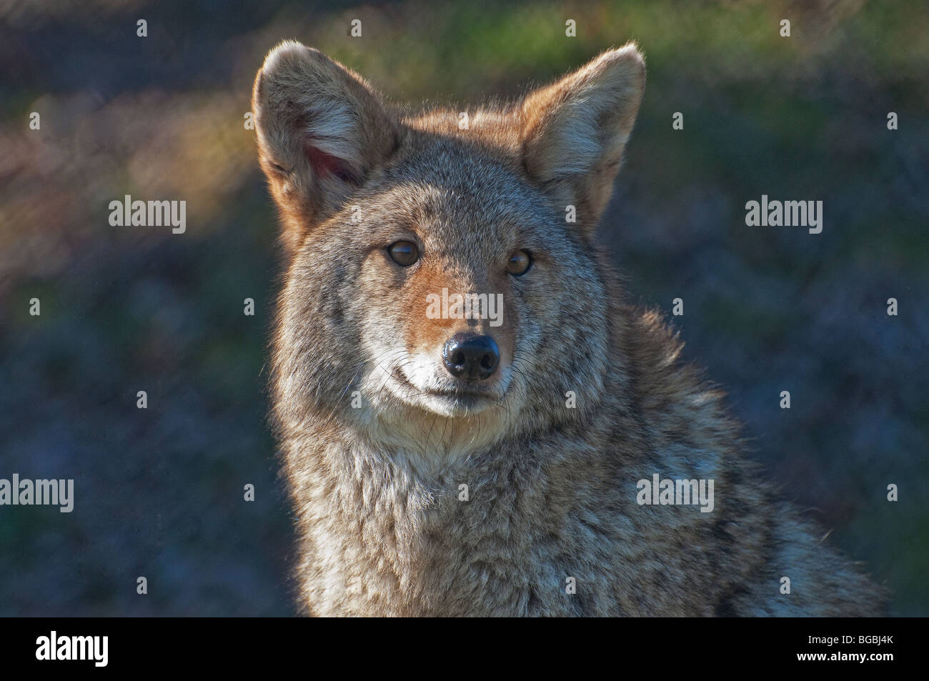 Close-up of a Coyote Stock Photo - Alamy