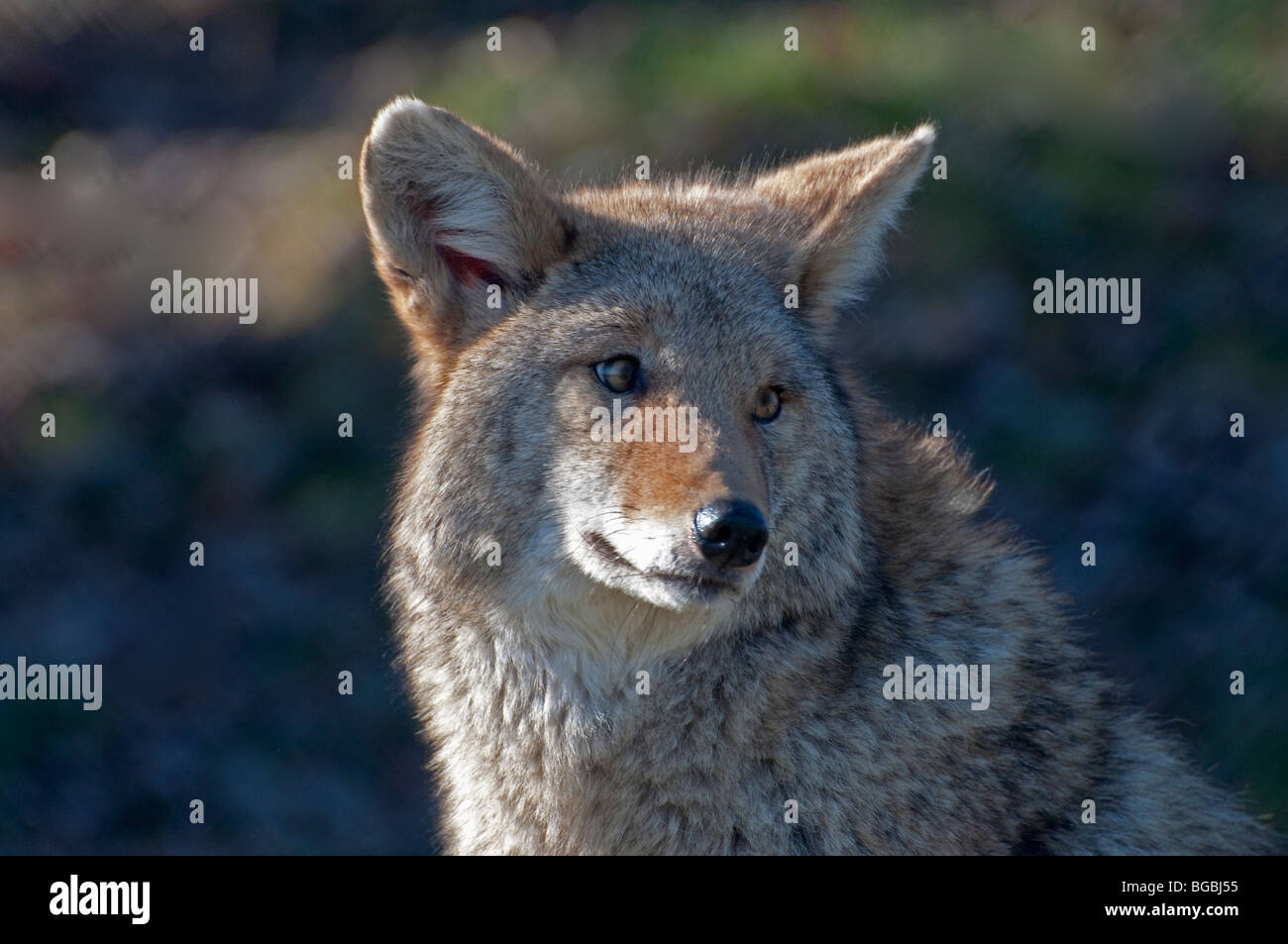 Close-up of a Coyote Stock Photo - Alamy