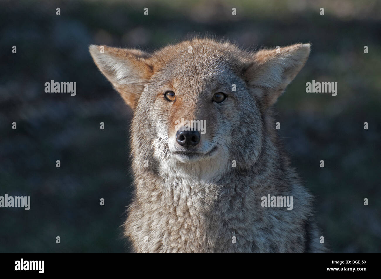 Close-up of a Coyote Stock Photo - Alamy