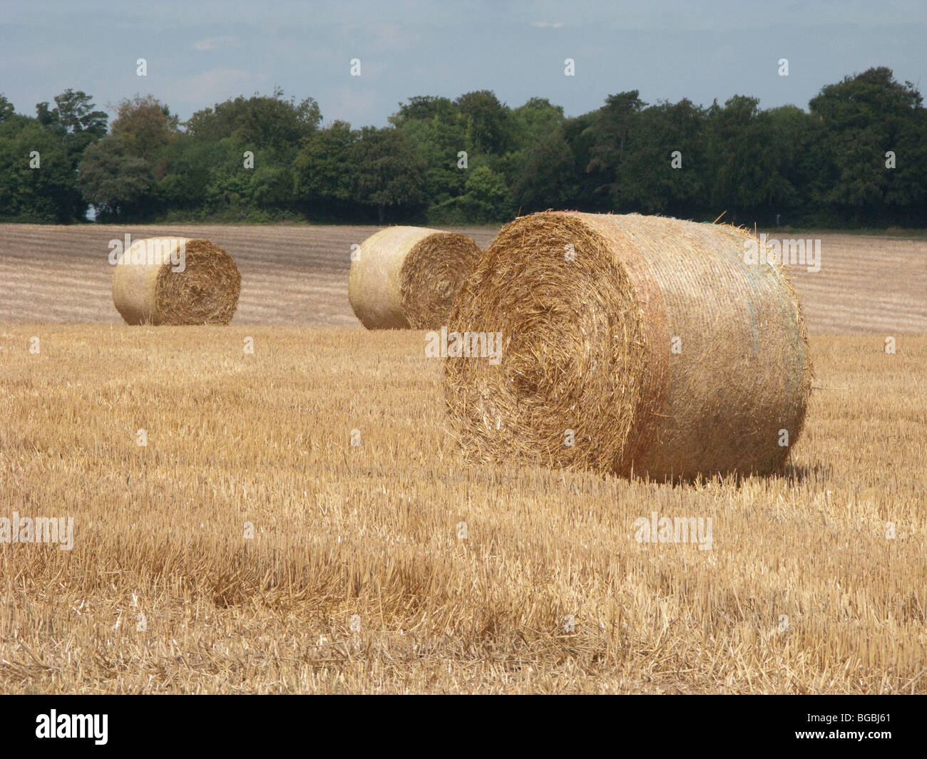 Hay bales in field, Scottish Borders Stock Photo - Alamy