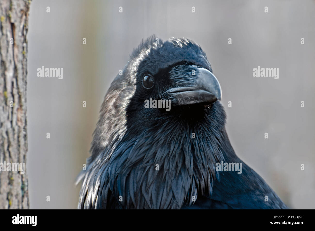 Raven portrait hi-res stock photography and images - Alamy