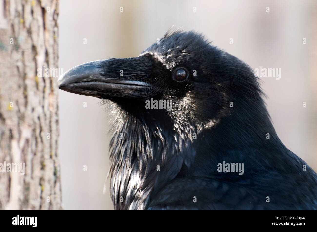 Raven portrait hi-res stock photography and images - Alamy