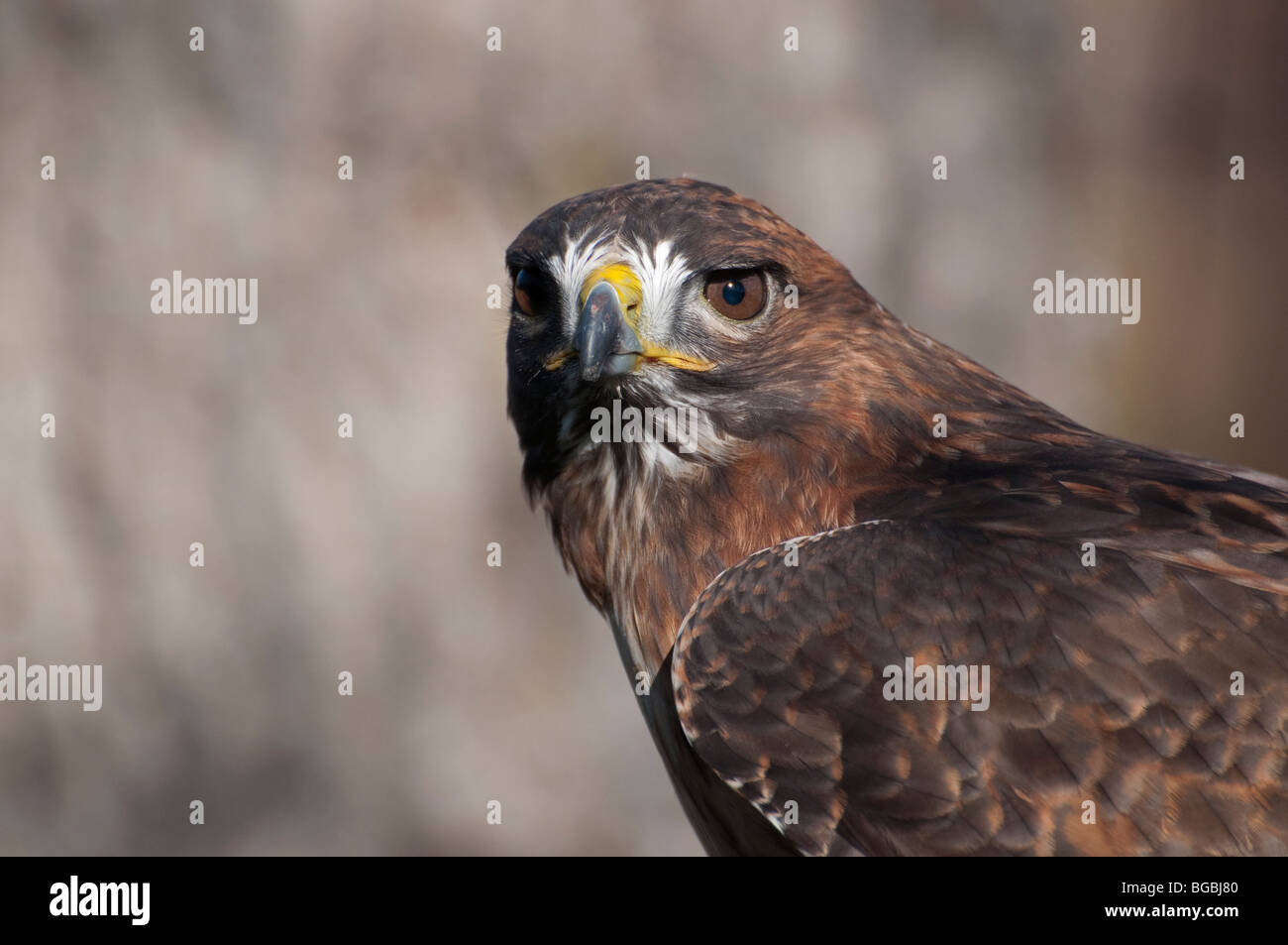 Close-up of a Red-Tailed Hawk Stock Photo - Alamy