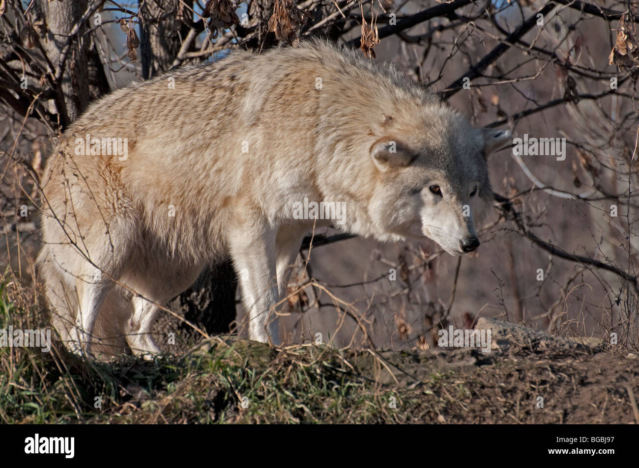A Timber Wolf Stock Photo - Alamy